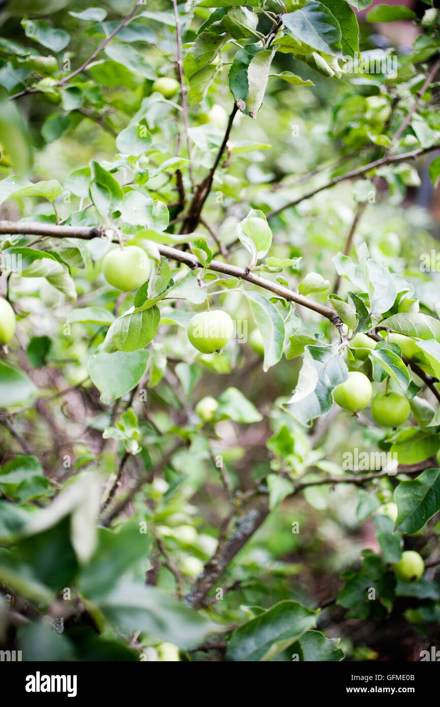 Apple tree with green apples Stock Photo - Alamy