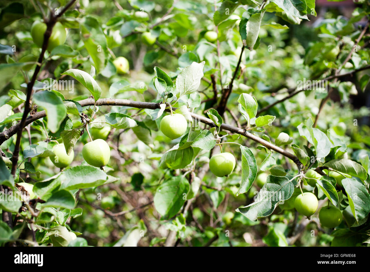 Apple tree with green apples Stock Photo - Alamy