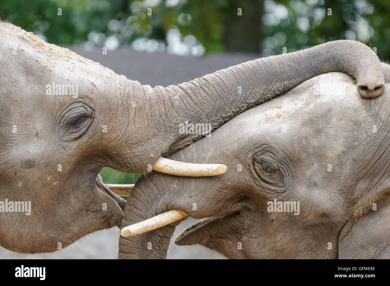 Elephants two hi-res stock photography and images - Alamy