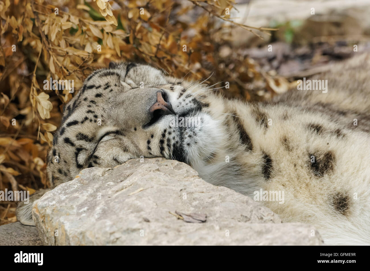 Leopards sleeping hi-res stock photography and images - Alamy