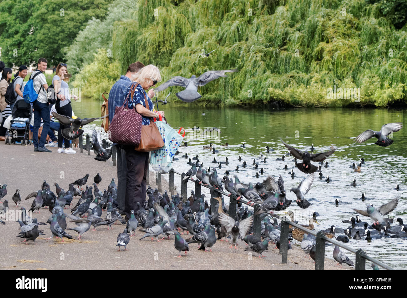 Woman feeding pigeons in St. James's Park, London England United ...