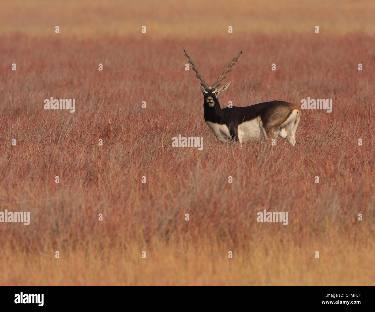 Blackbuck hi-res stock photography and images - Alamy