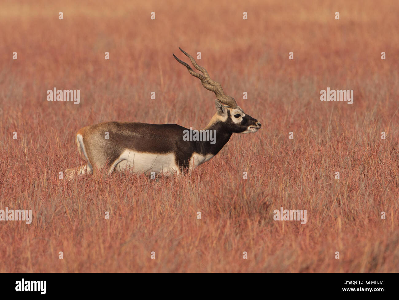 Blackbuck hi-res stock photography and images - Alamy