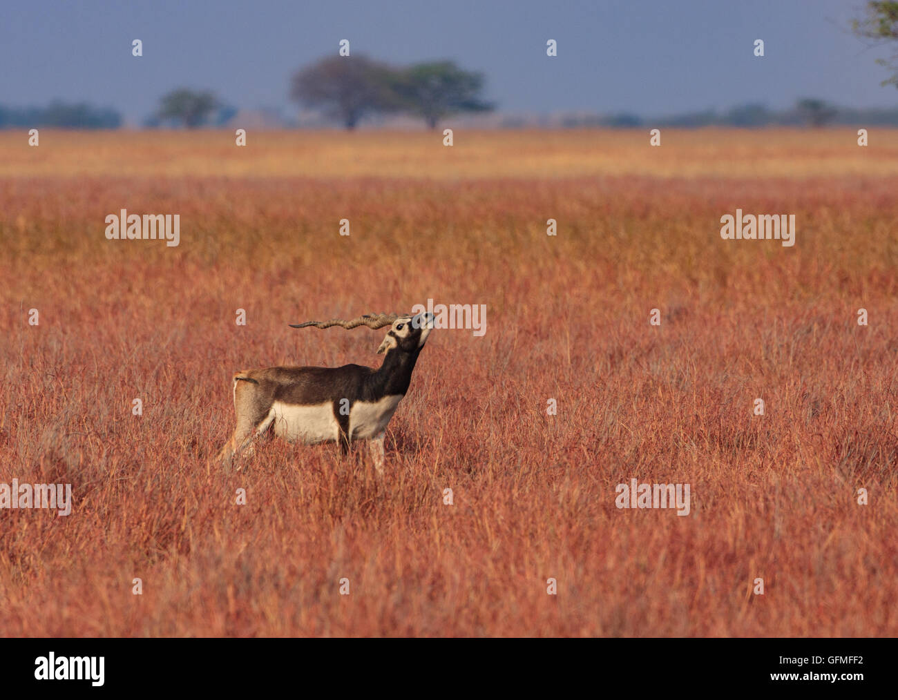 Grassland blackbuck national park hi-res stock photography and images ...