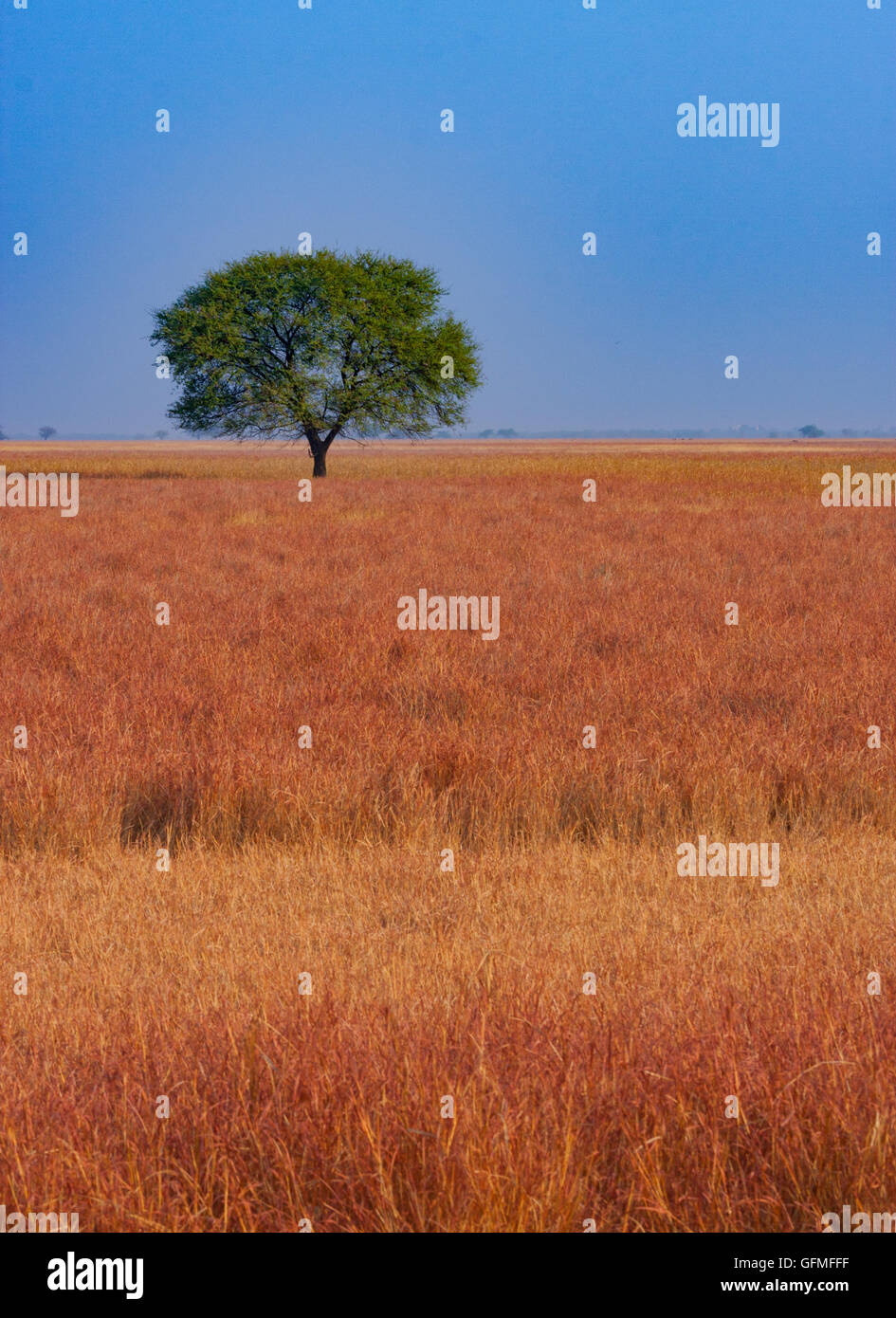 Lone Tree (Velavadar National Park, Gujarat Stock Photo - Alamy