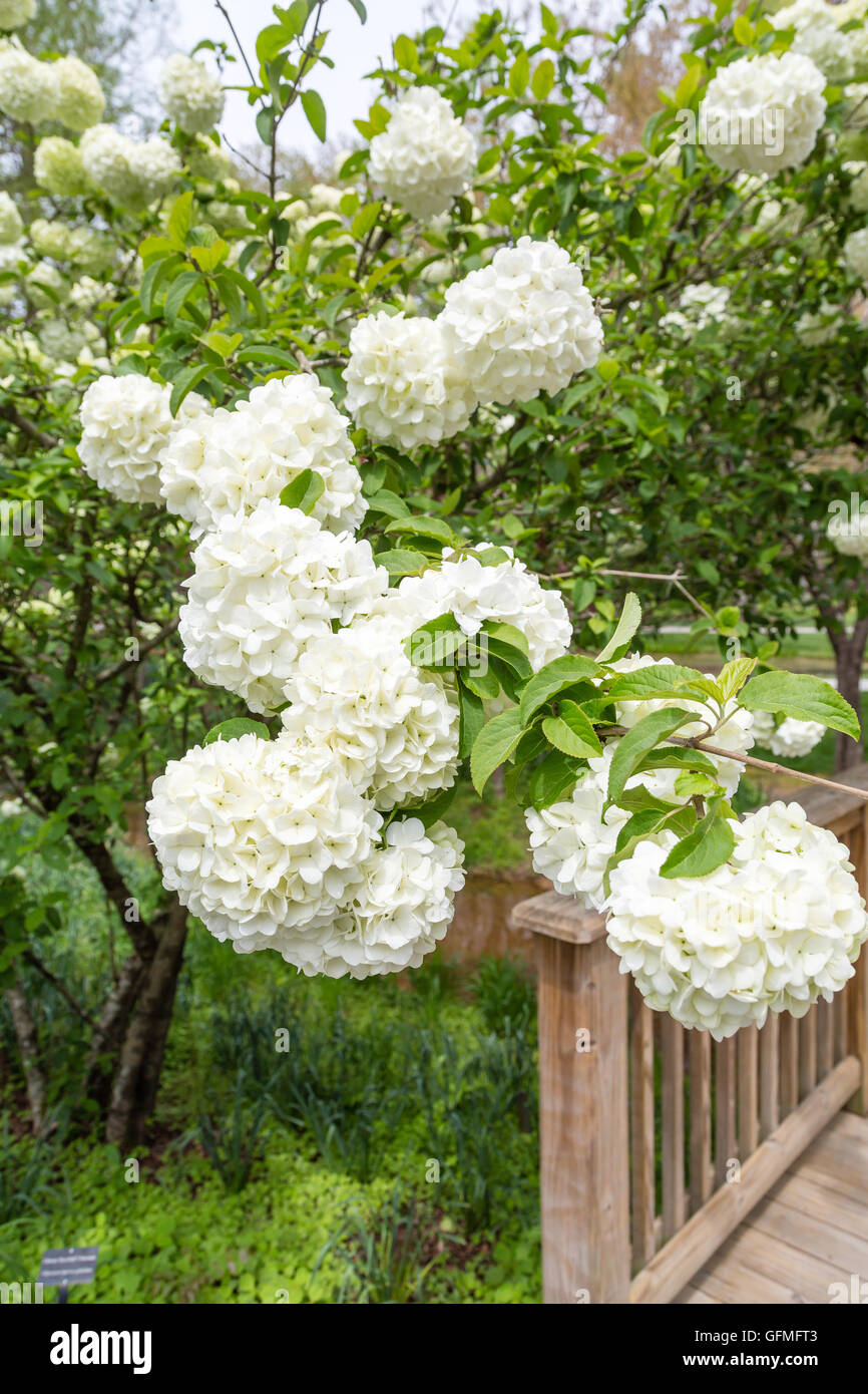 Snowball Tree in Green Garden Stock Photo - Alamy