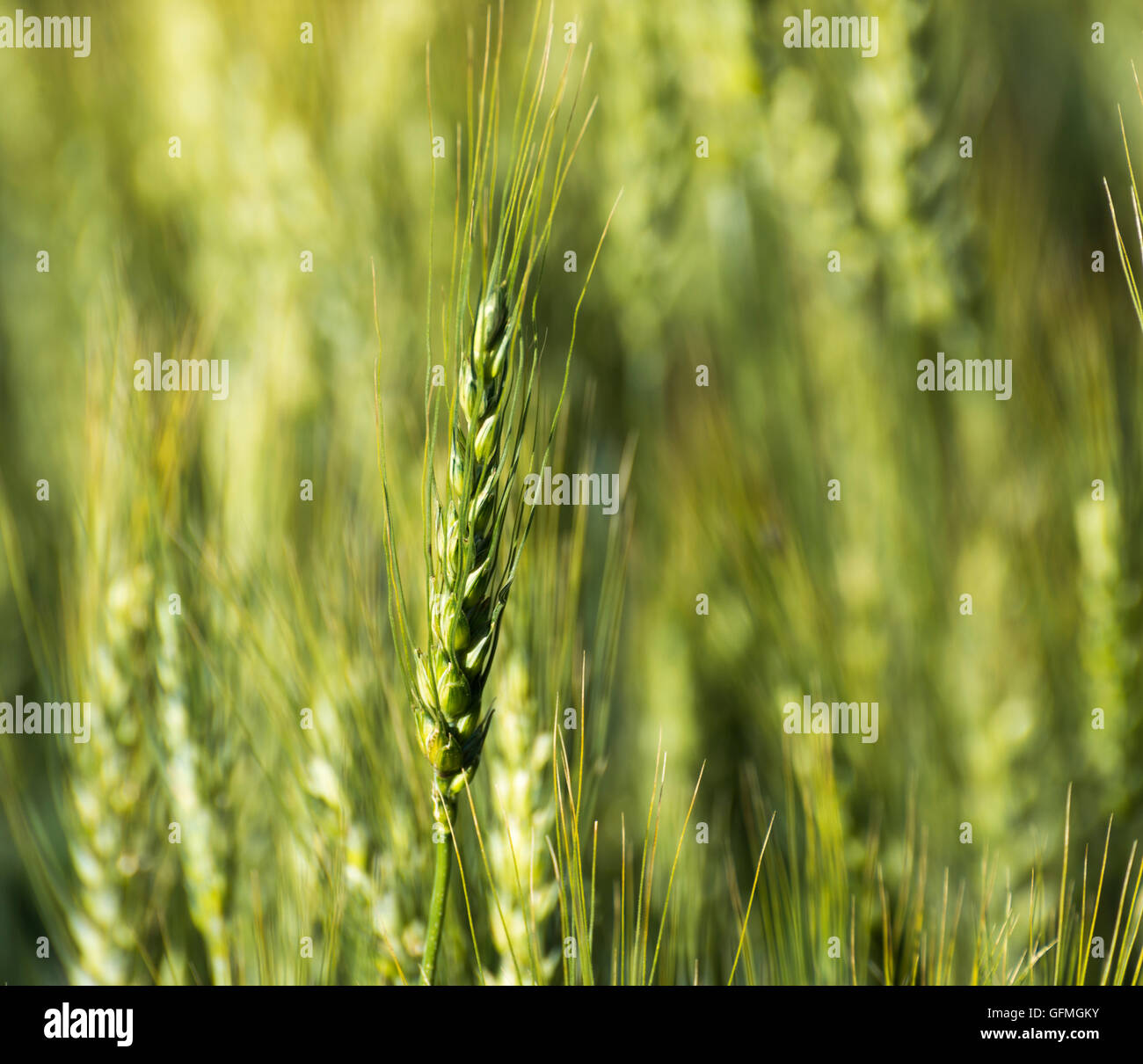 Wheat head hi-res stock photography and images - Alamy