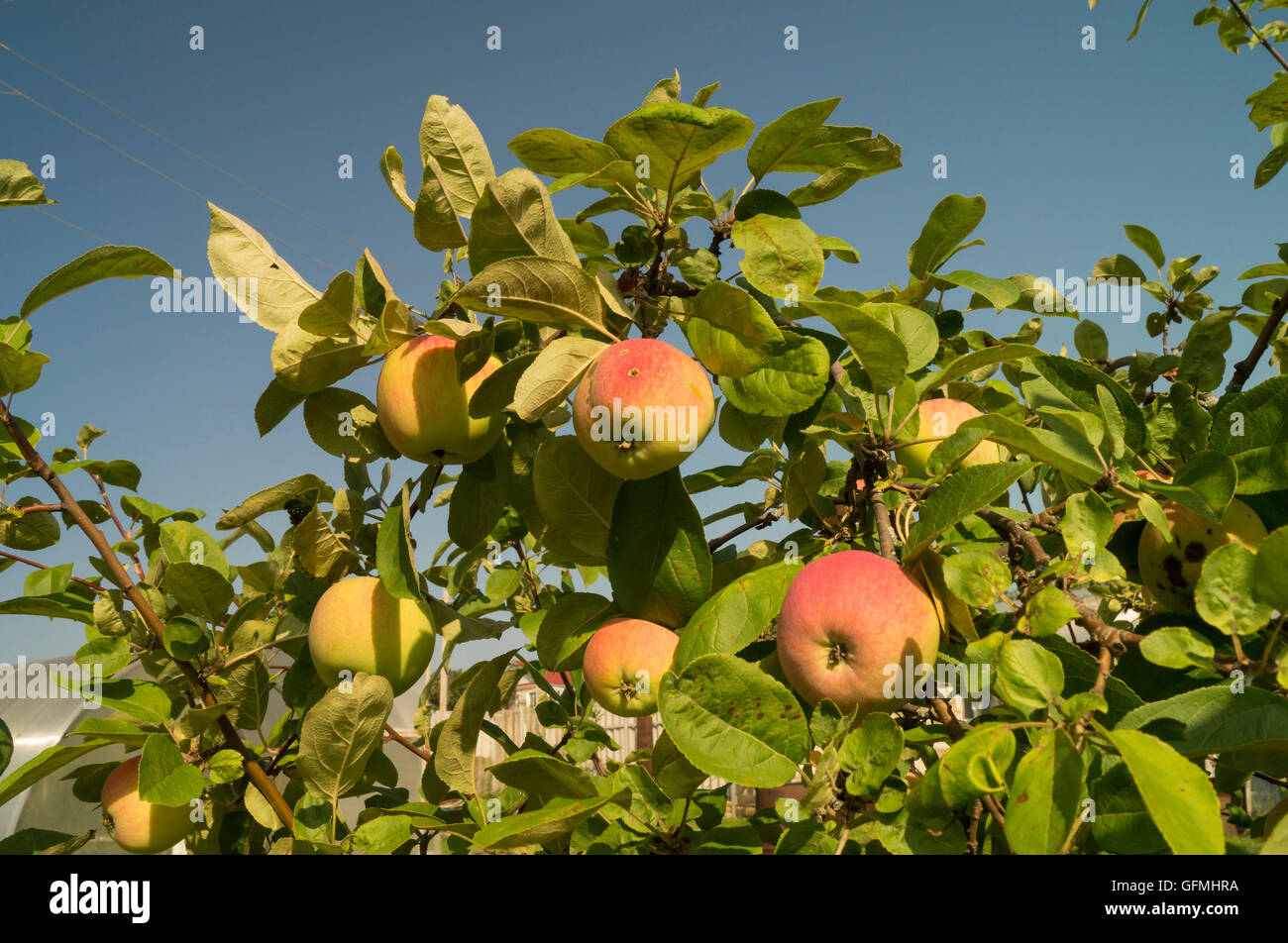 Red apple grow on tree with green sheet on background blue sky Stock ...