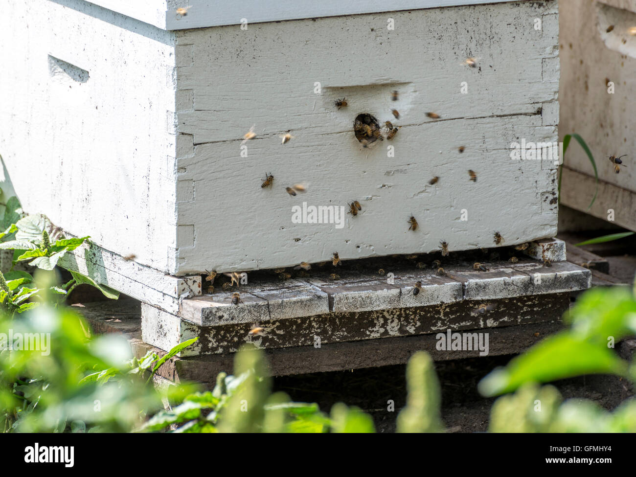 Honey bees entering and exiting a hive Stock Photo - Alamy