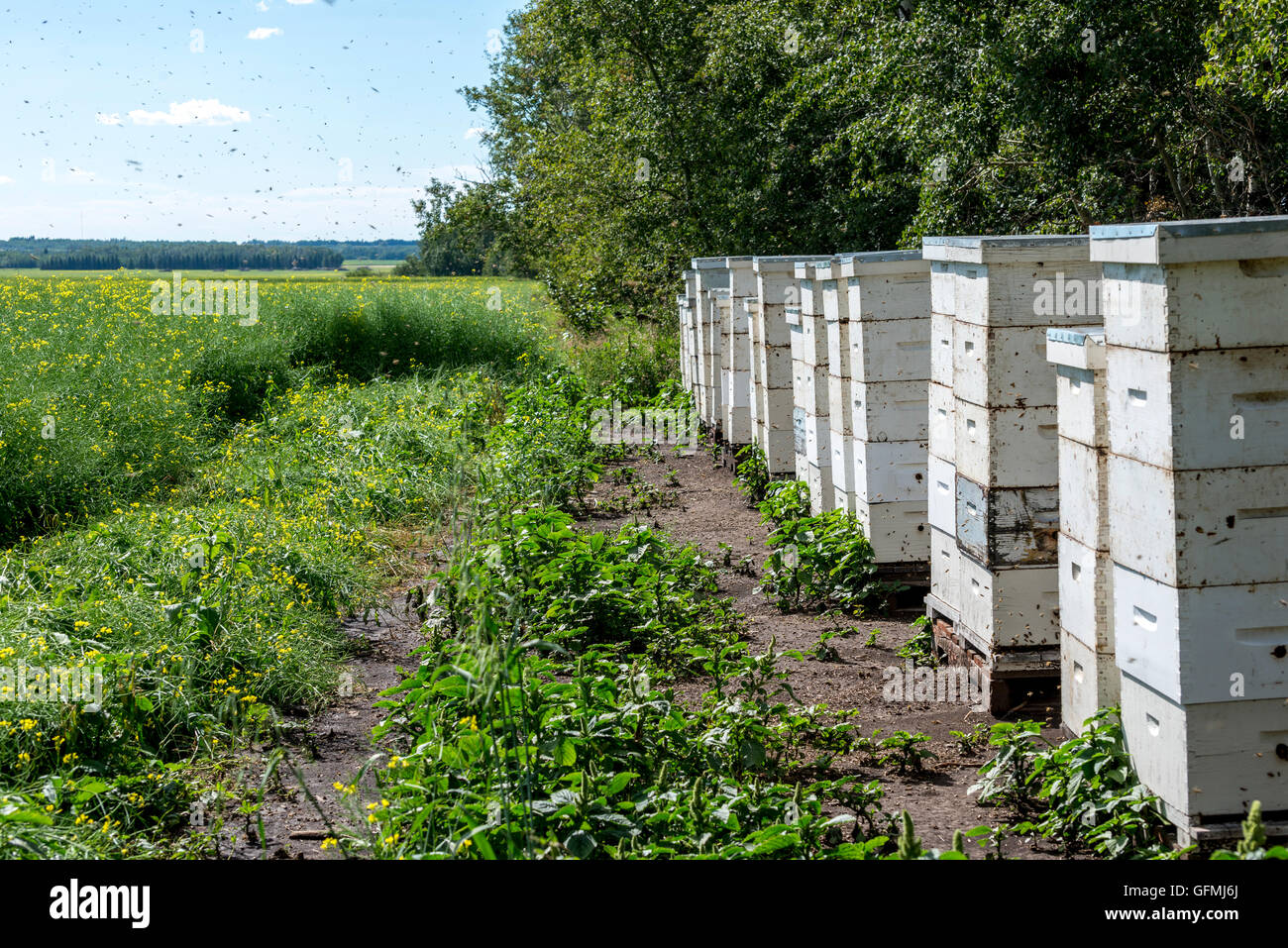 Bee hives on the edge of a farm field Stock Photo - Alamy
