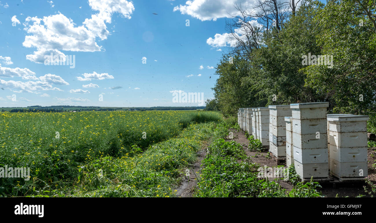 Bee hives on the edge of a farm field Stock Photo - Alamy