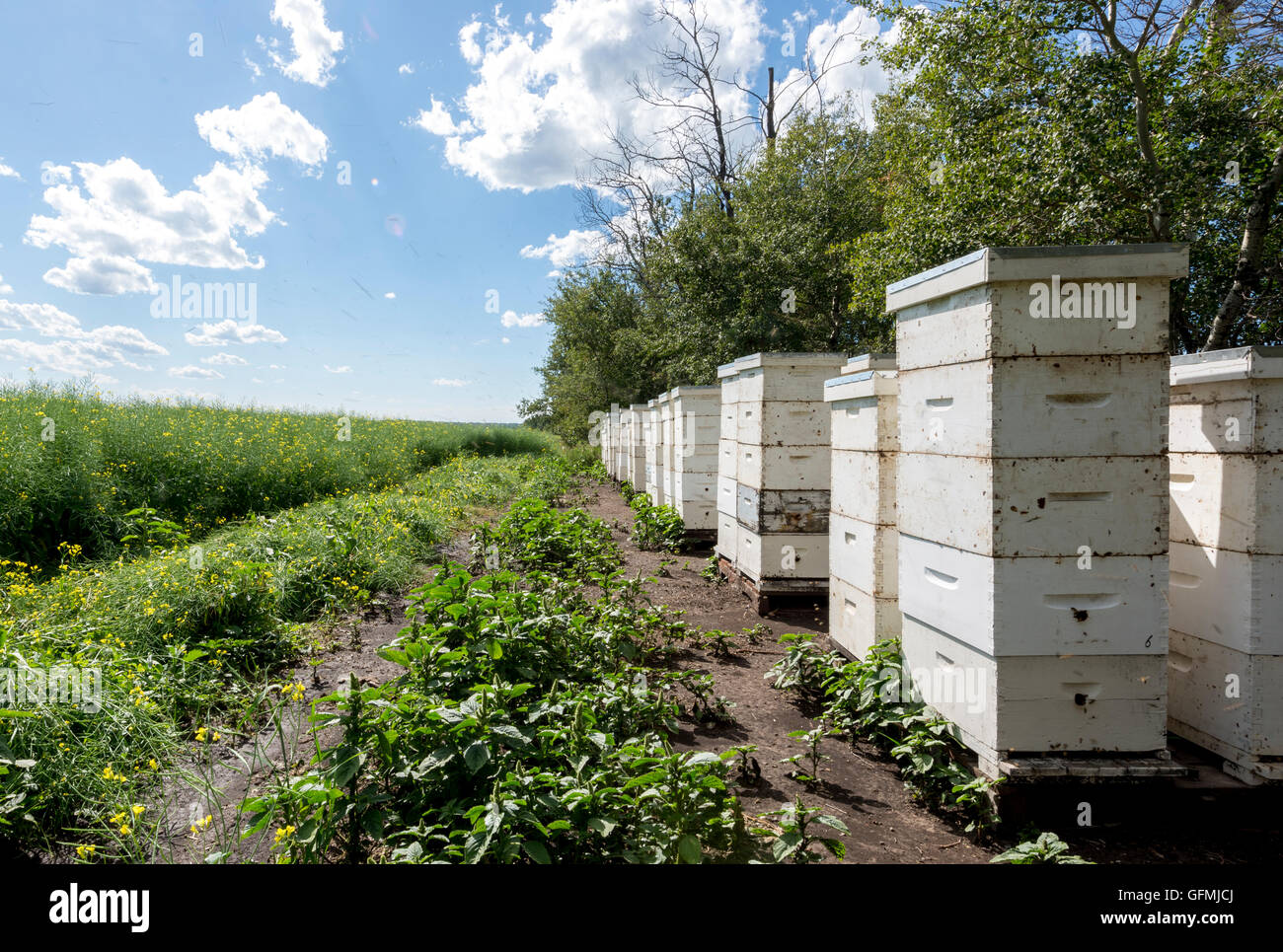 Bee hives on the edge of a farm field Stock Photo - Alamy