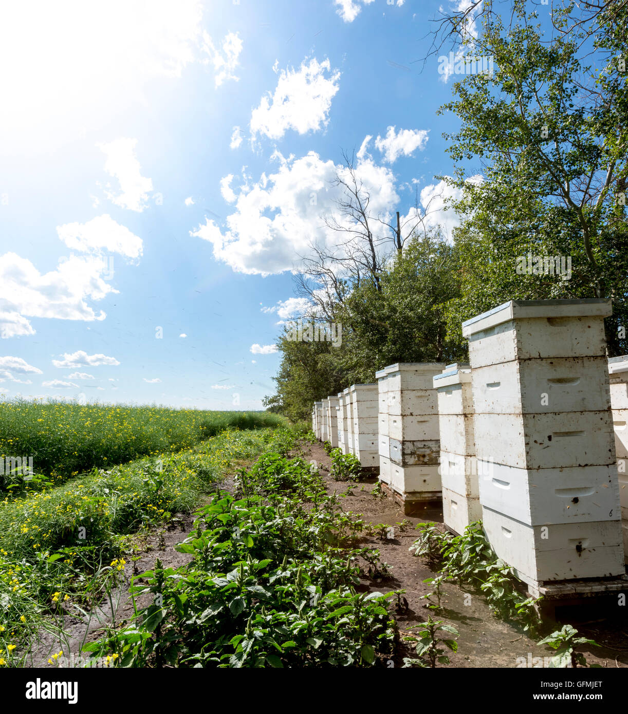 Bee hives on the edge of a farm field Stock Photo - Alamy