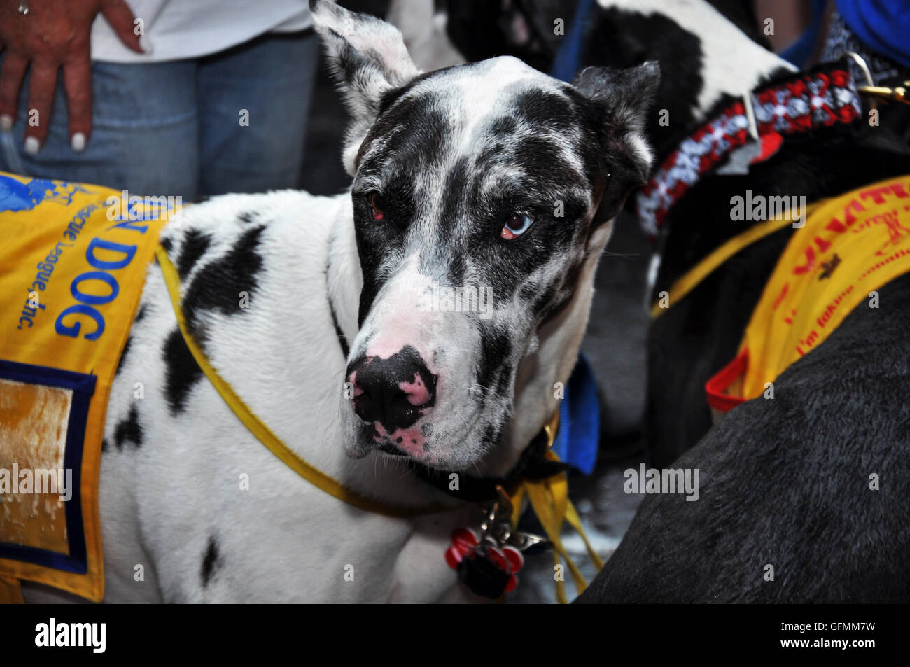 Shubert Alley, New York, New York. 30th July, 2016. Dogs took over ...