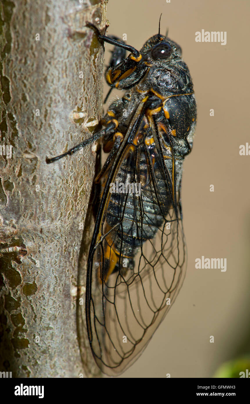 Roseburg, Oregon, USA. 31st July, 2016. A newly emerged cicada clings ...