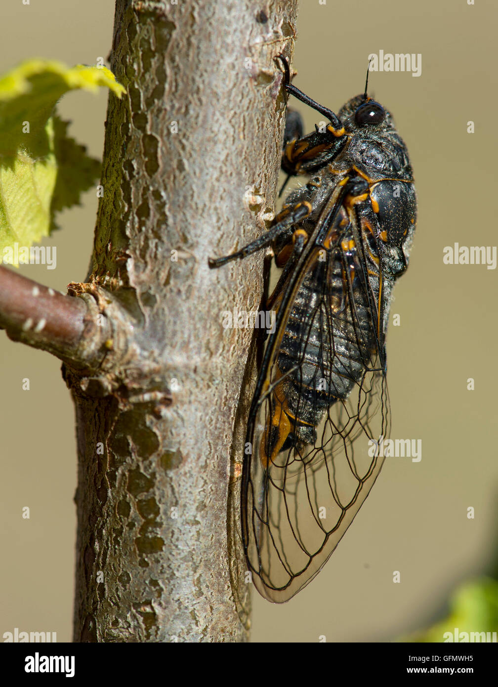 Cicadas underground hi-res stock photography and images - Alamy