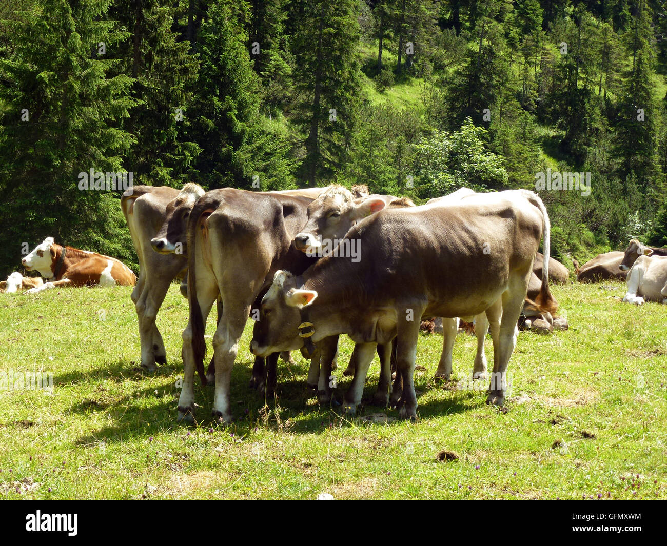 Bavaria, Germany. 19th July, 2016. A group of cows at Esterbergalm in ...