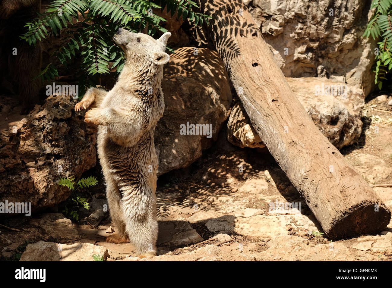 Jerusalem, Israel. 1st August, 2016. A female Syrian Brown Bear stands ...