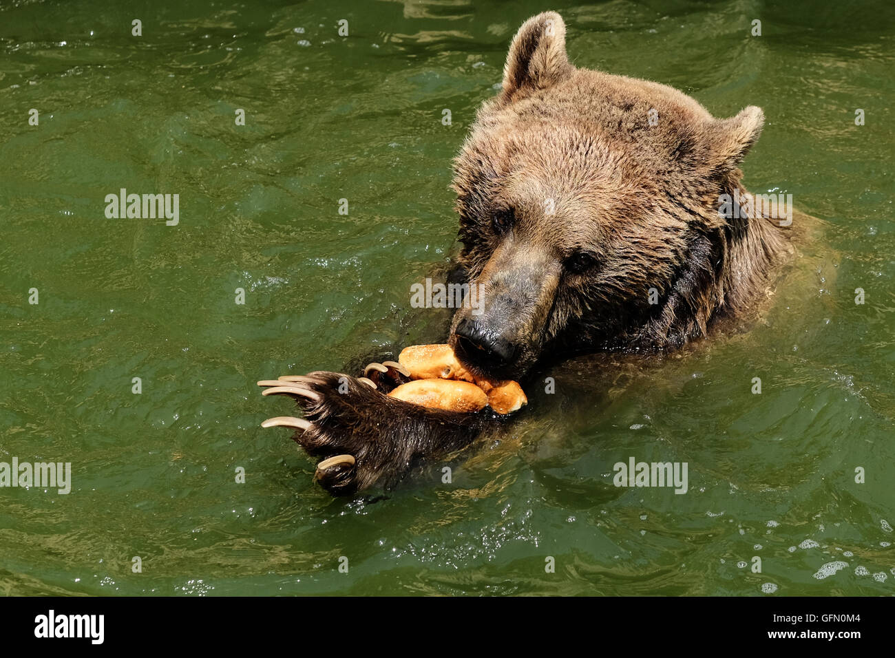 News animals bear hi-res stock photography and images - Alamy