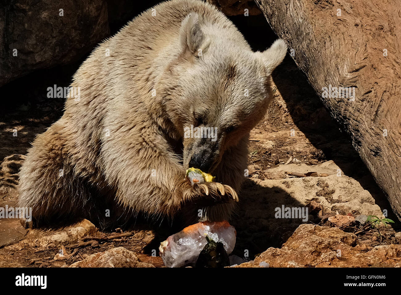 Jerusalem, Israel. 1st August, 2016. A female Syrian Brown Bear feeds ...
