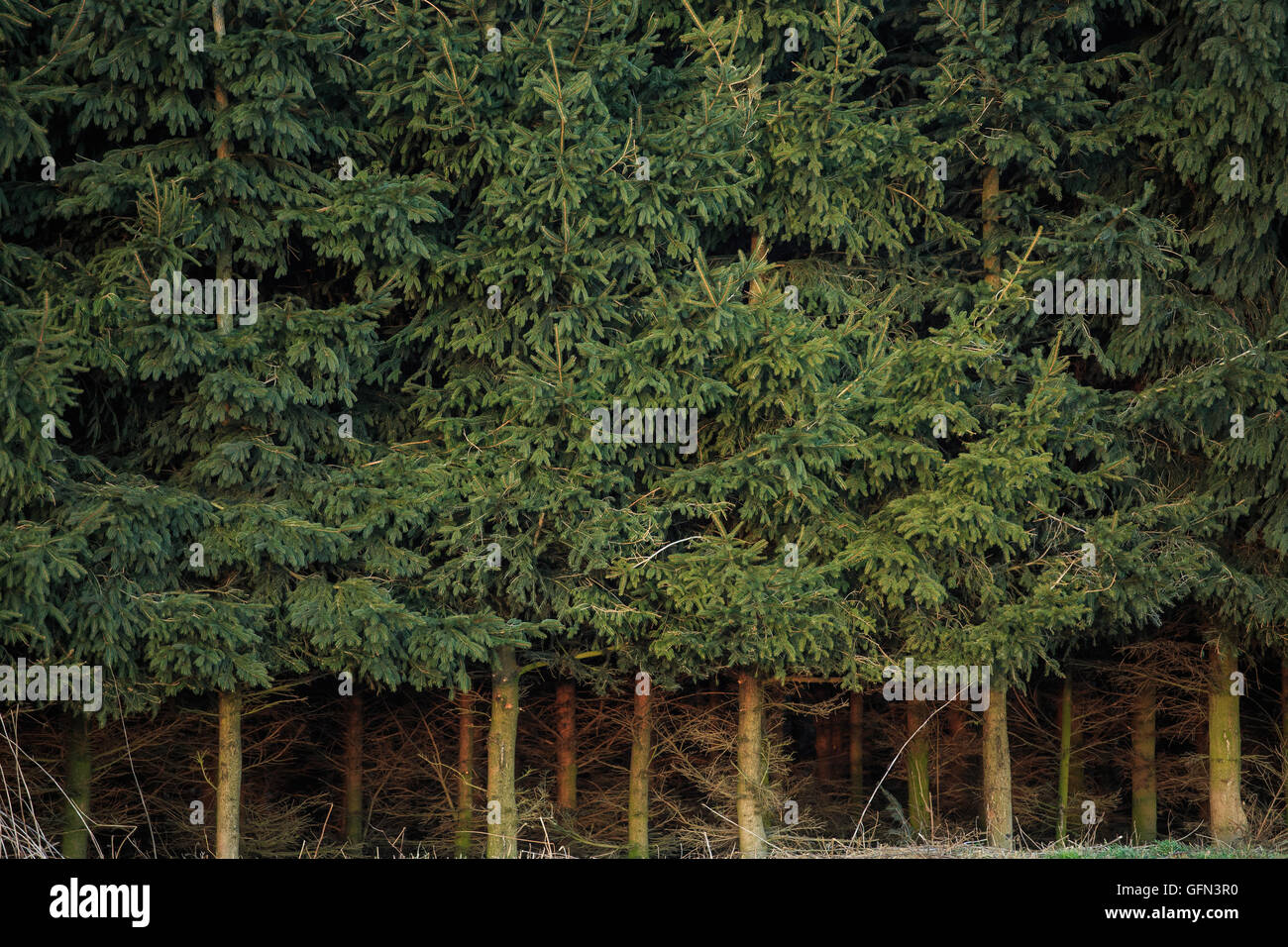 Dense spruce forest with dense spruce trunk Stock Photo - Alamy
