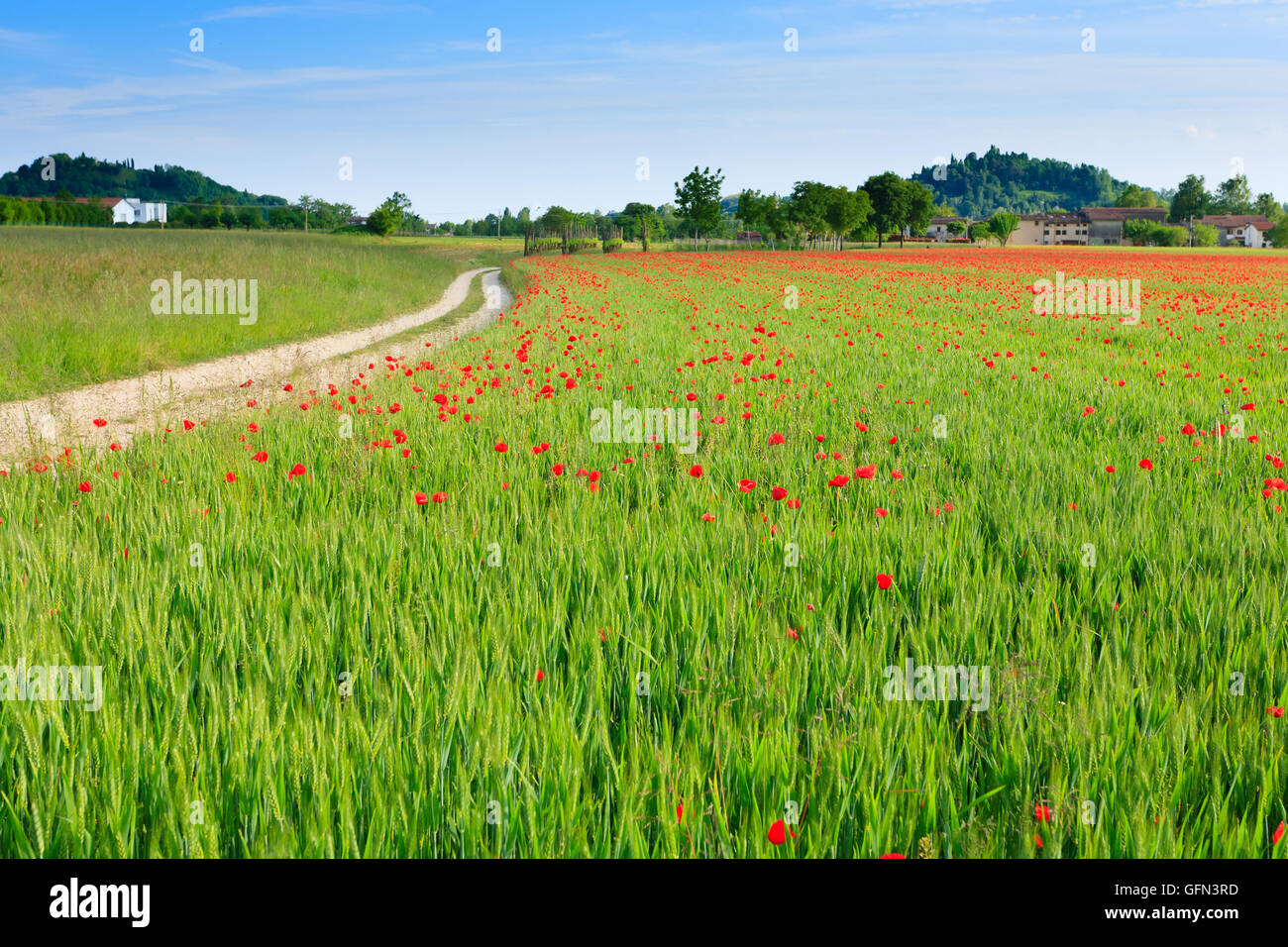 Dirt road trough italian countryside. Field of red poppies. Rural life ...