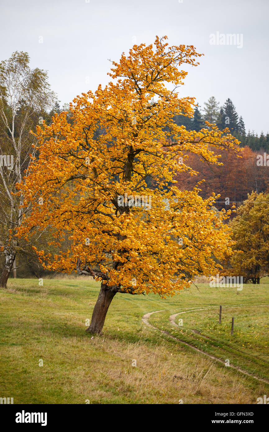 Lone tree with autumn leaves. Autumn time Stock Photo - Alamy