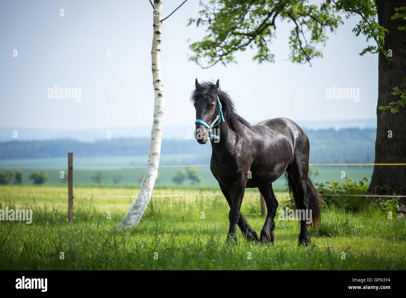 Friesian colt in meadow. Black Friesian horse Stock Photo - Alamy