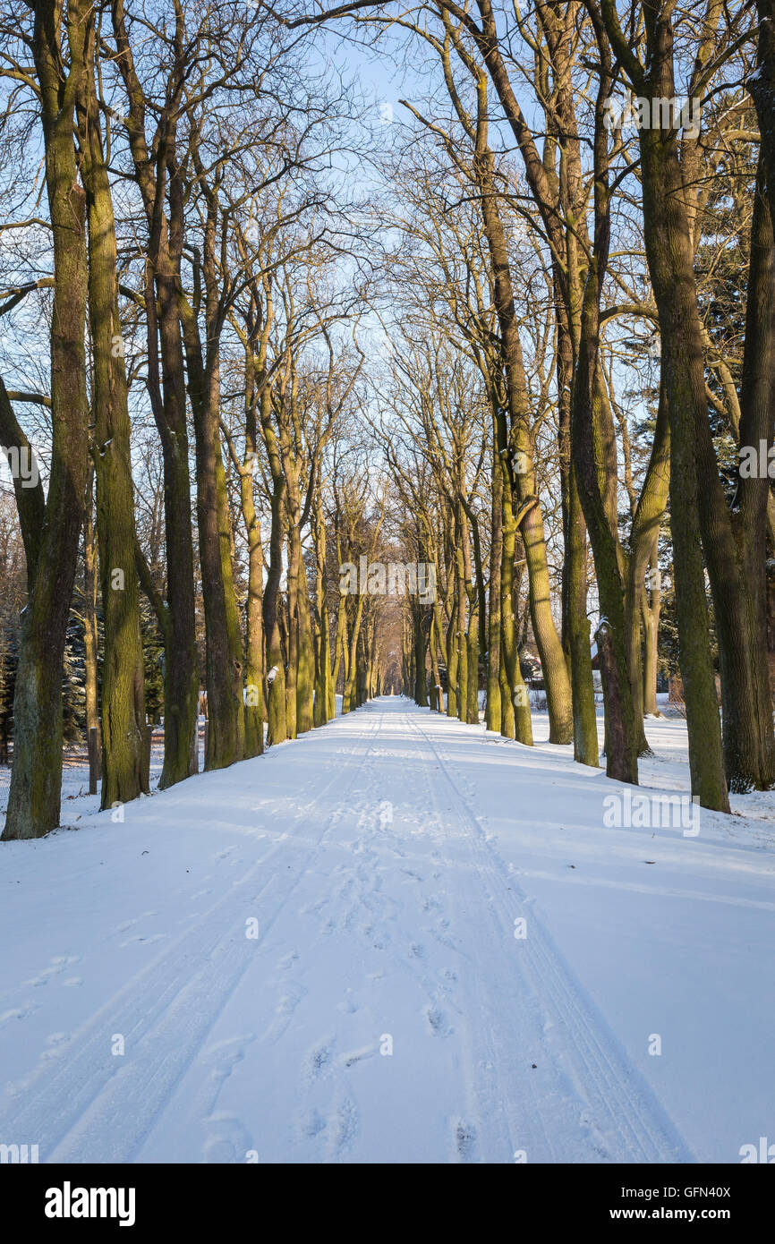 A path between trees covered with snow Stock Photo - Alamy