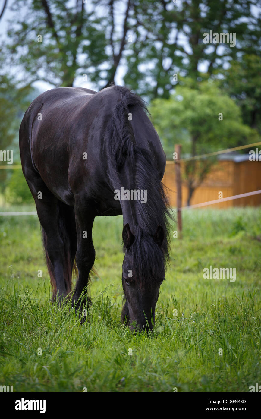 Friesian colt in meadow hi-res stock photography and images - Alamy