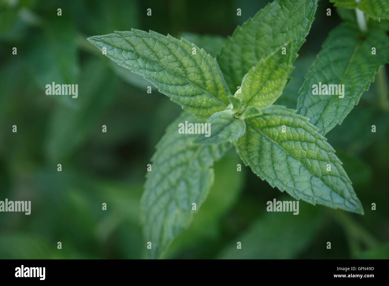 Mint leaves background. Mint leaf green plants Stock Photo - Alamy