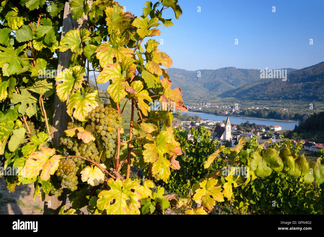 Spitz an der Donau: vineyards, view of Spitz and Danube, vineyard ...