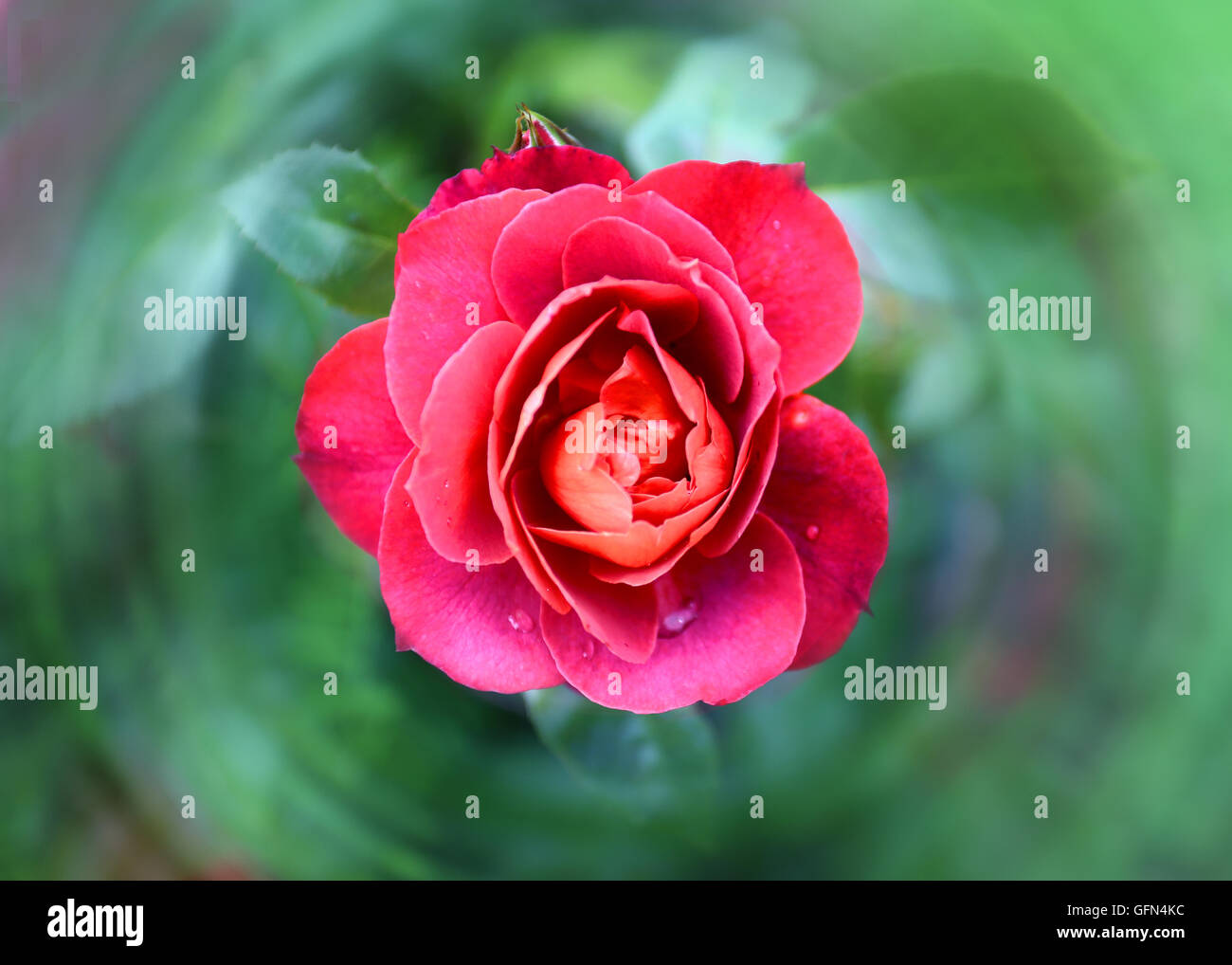 Photo gorgeous red rose in the park summer day Stock Photo - Alamy