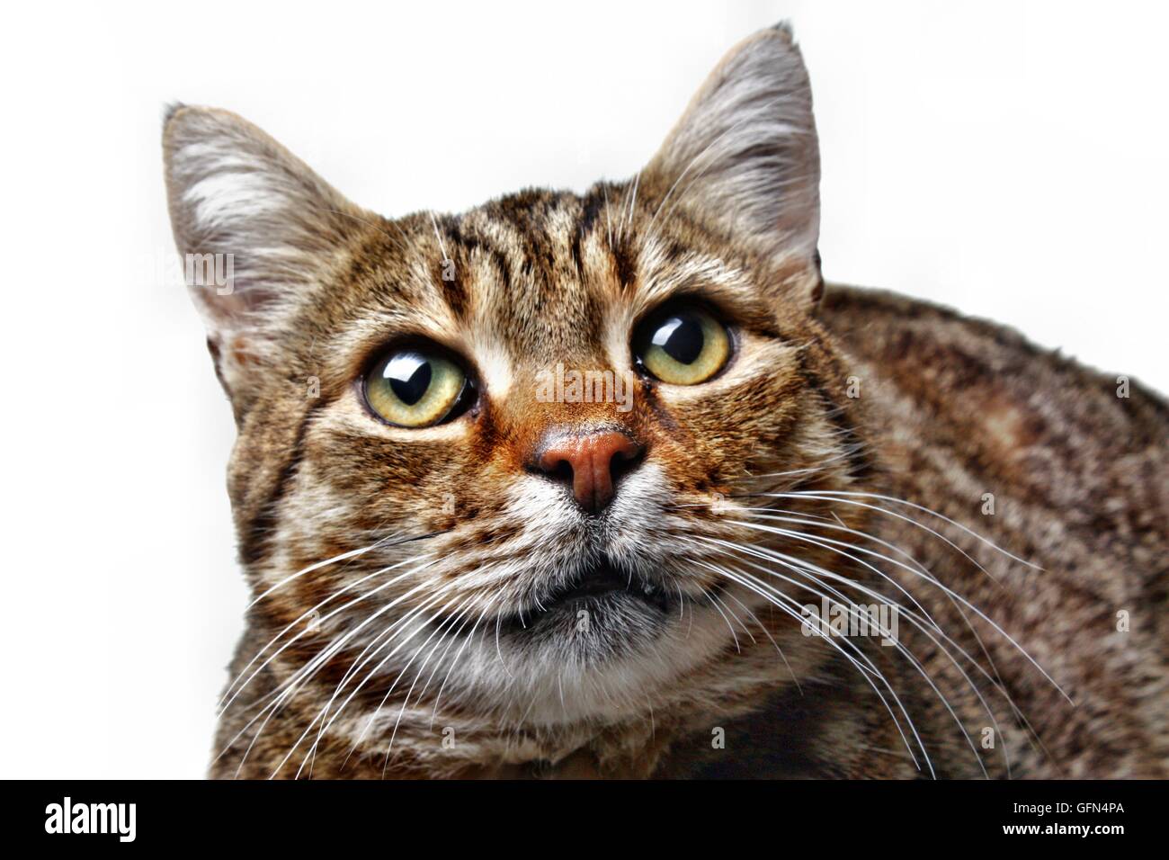Cat kitten gaze regard glance look head isolated Stock Photo - Alamy