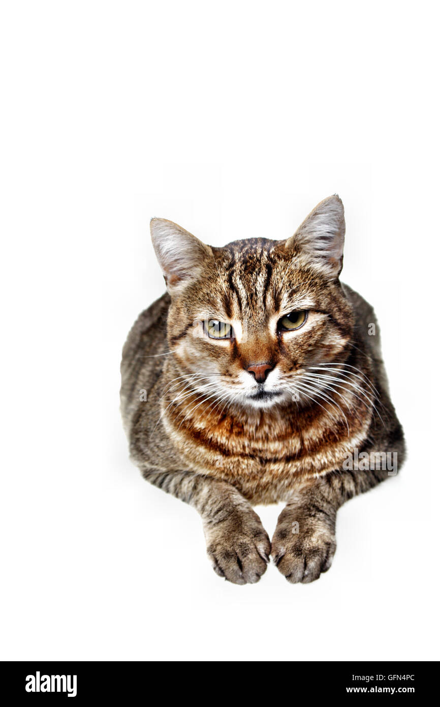 Regard Cut Out Stock Images & Pictures - Alamy