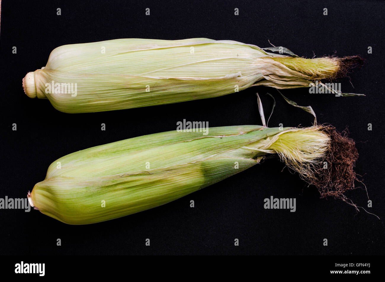 Corn cob tassel agriculture hi-res stock photography and images - Alamy