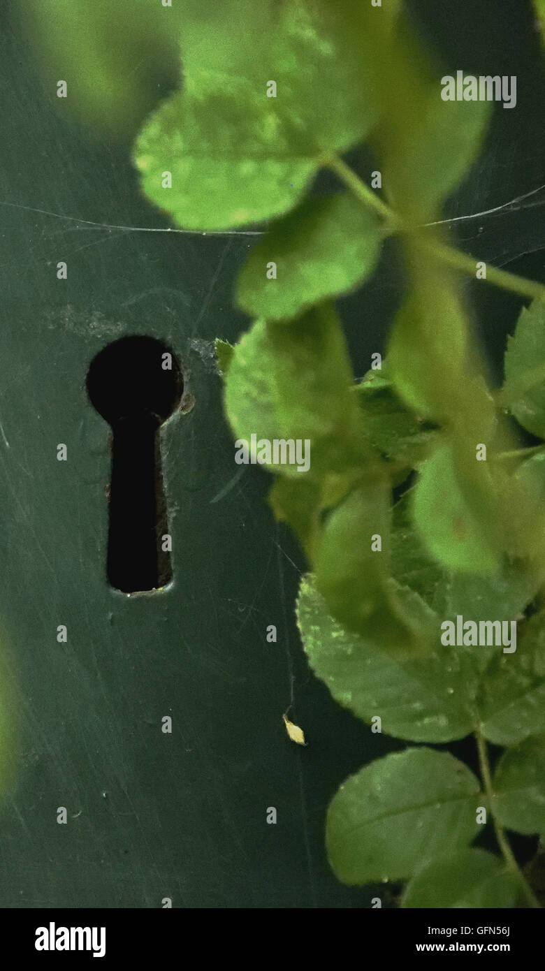 Close up view of keyhole of green metal door hidden by plants, space ...