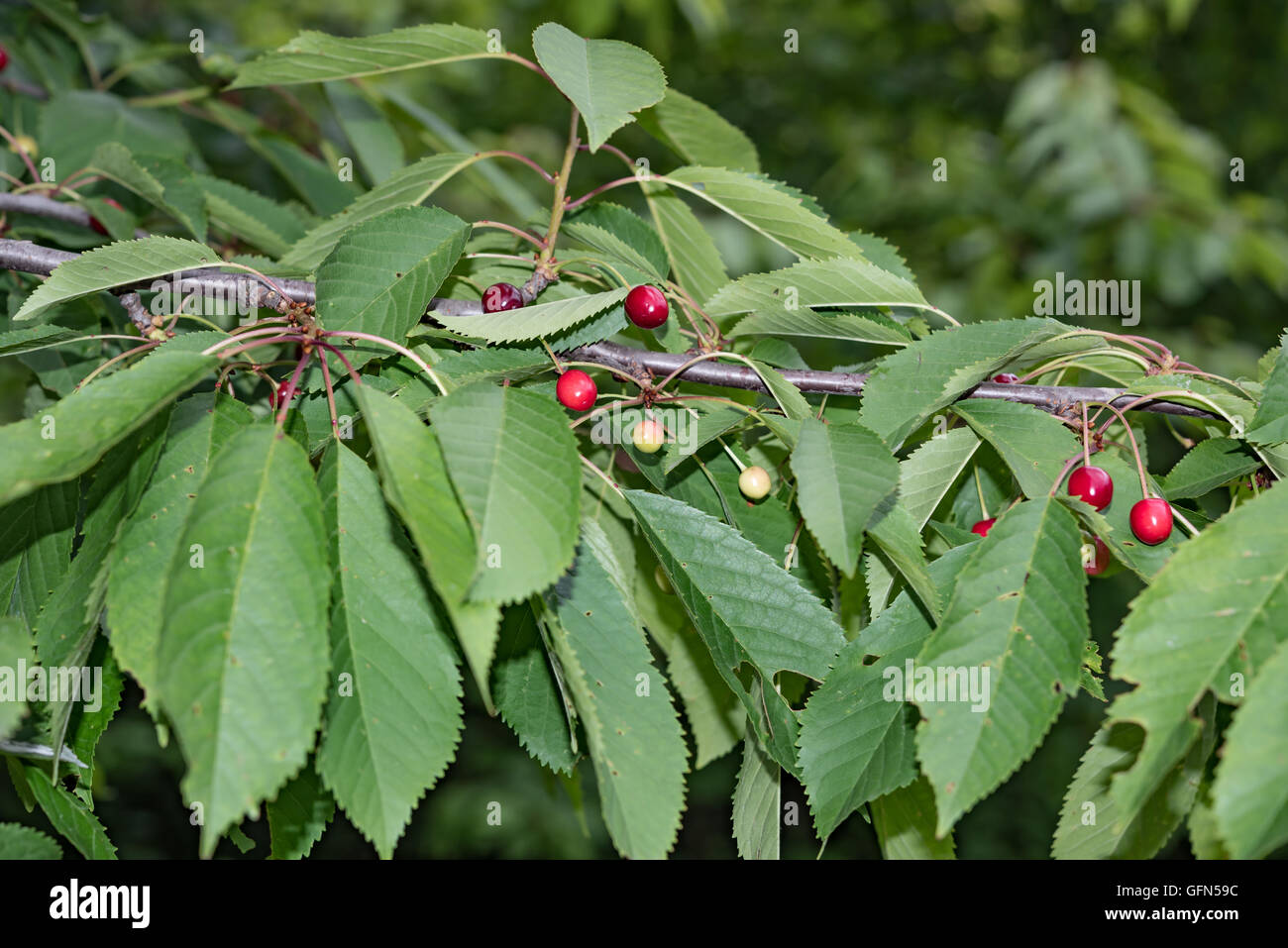 Cherries hanging on a cherry tree branch Stock Photo - Alamy