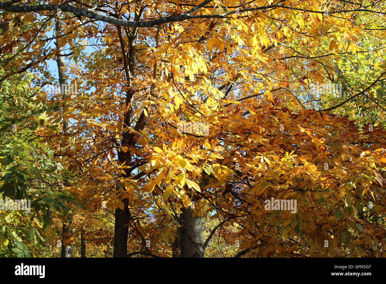 Fall colors in TN Stock Photo - Alamy