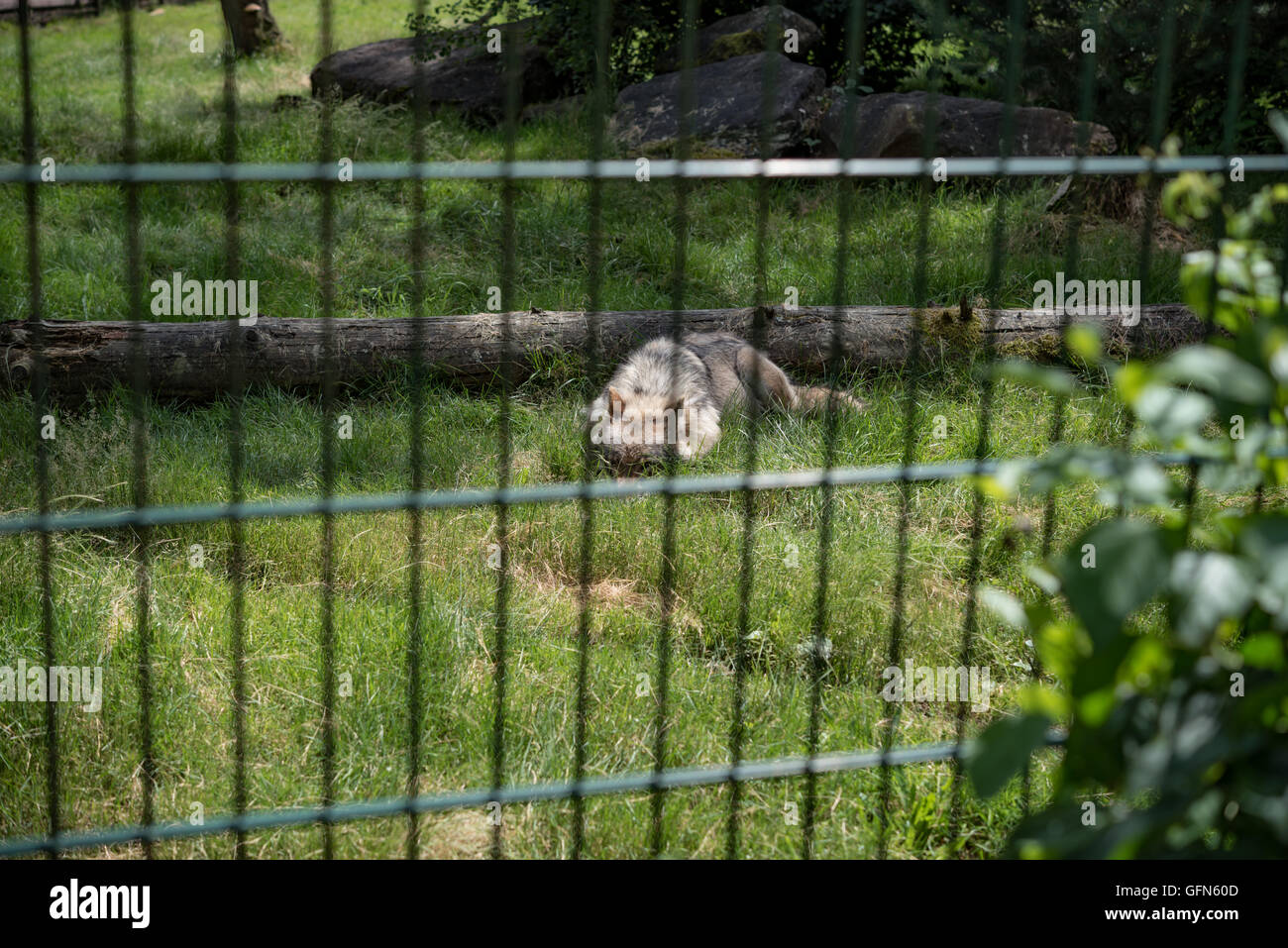 very shy wolf peering out of the woods Stock Photo - Alamy