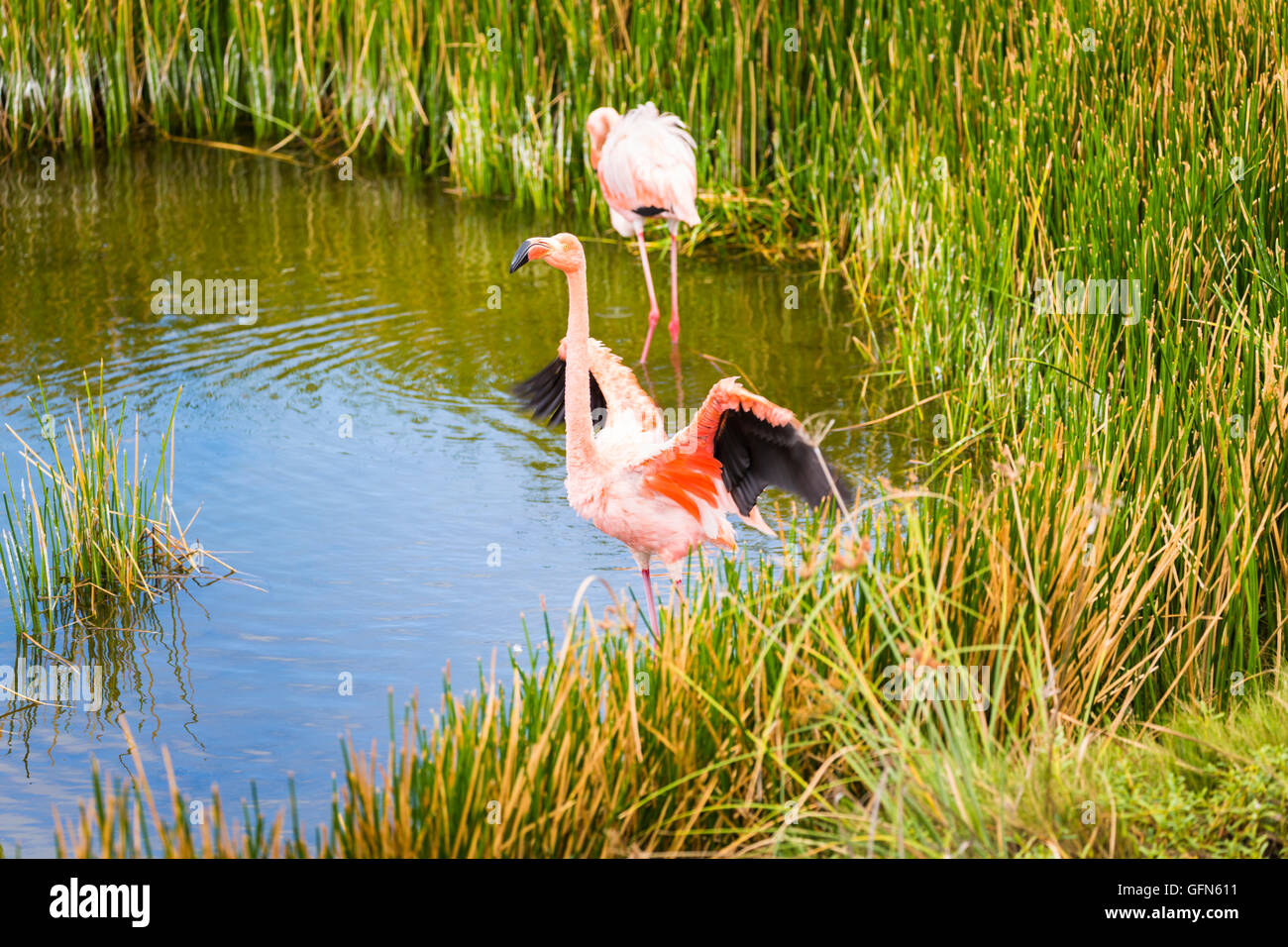 American flamingos (Phoenicopterus ruber), standing in a lake, Moreno ...