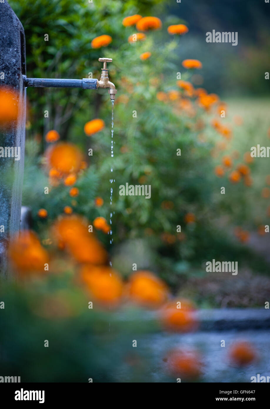 Water dripping from tap in garden Stock Photo - Alamy