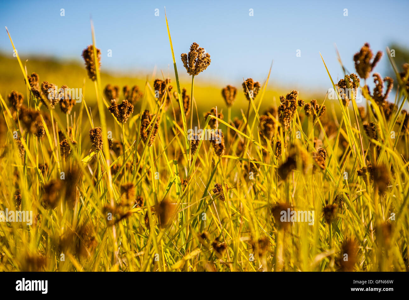 Millet farming hi-res stock photography and images - Alamy