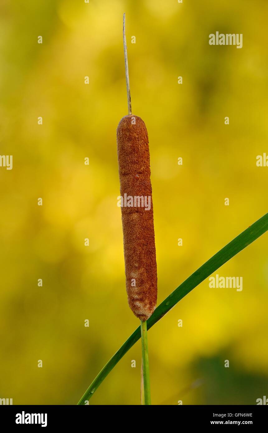 Common Cattail (Typha latifolia) in Autumn Stock Photo - Alamy