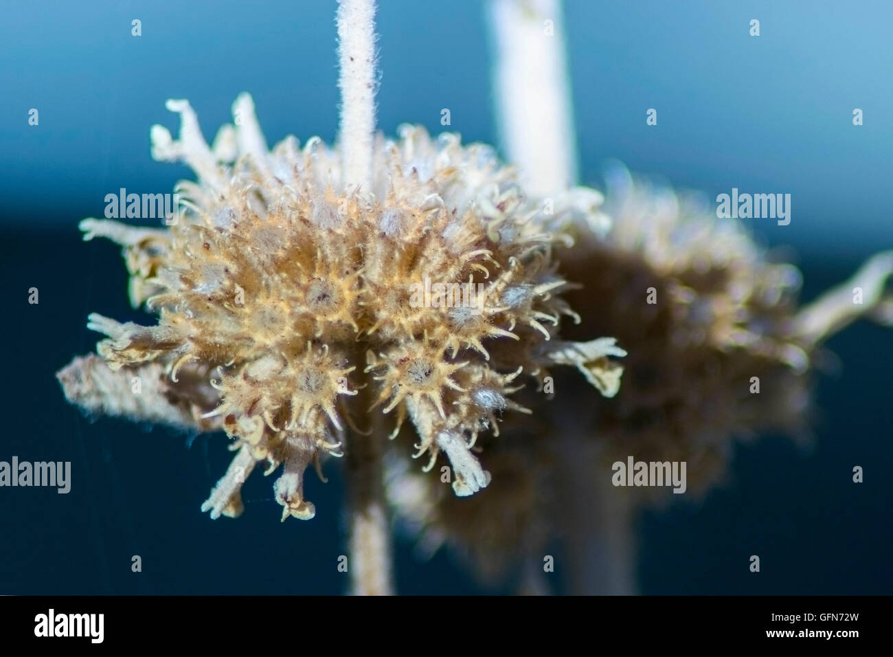 Burr background hi-res stock photography and images - Alamy