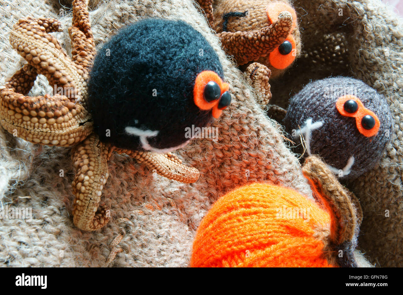 Spooky starfish hi-res stock photography and images - Alamy