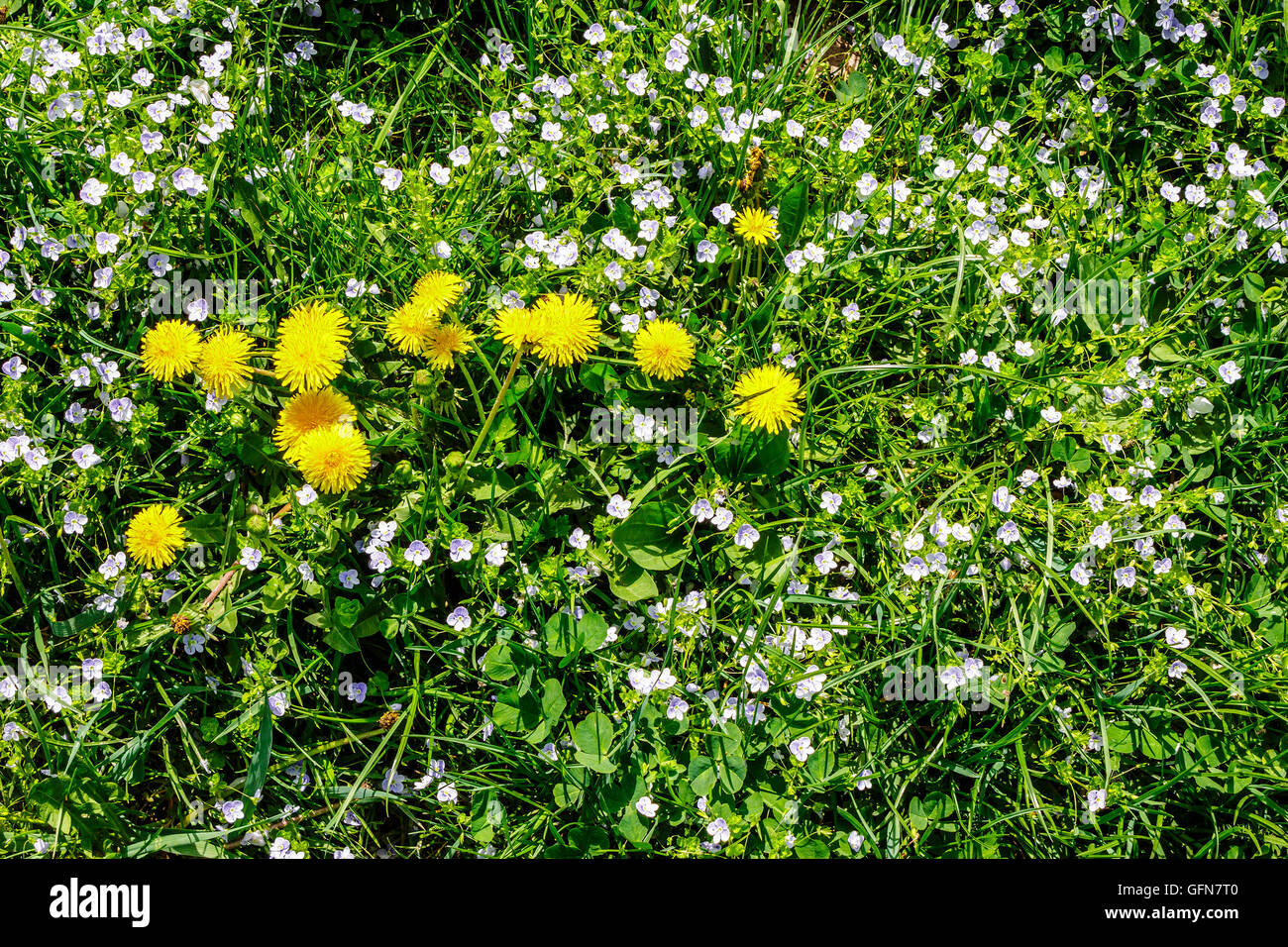 Dandelion field flower hi-res stock photography and images - Alamy