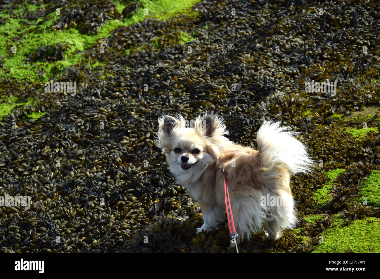 cute dog at the beach playing in seaweed Stock Photo - Alamy