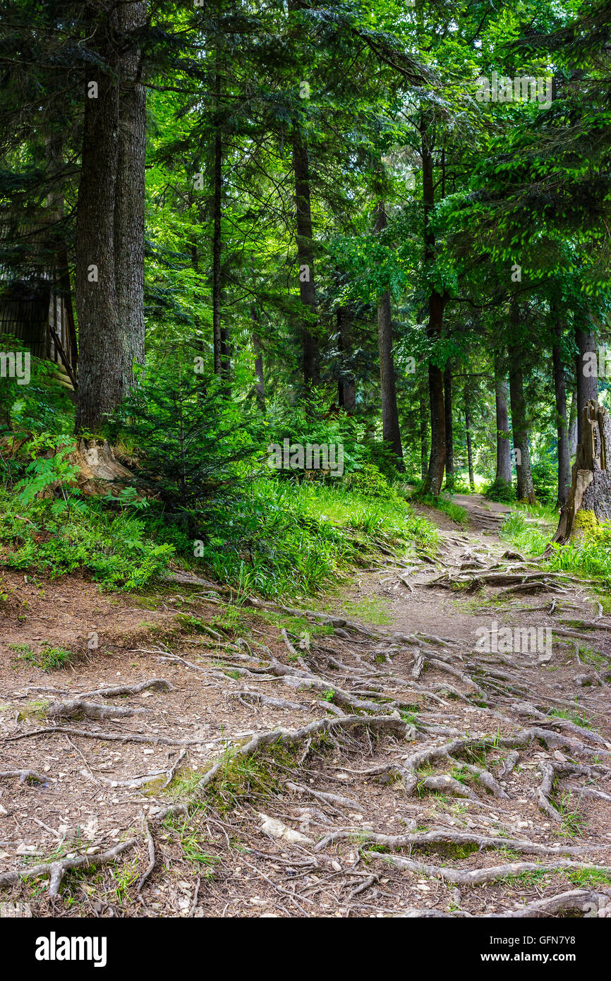 narrow path in a coniferous forest with tree roots sprouted across the ...