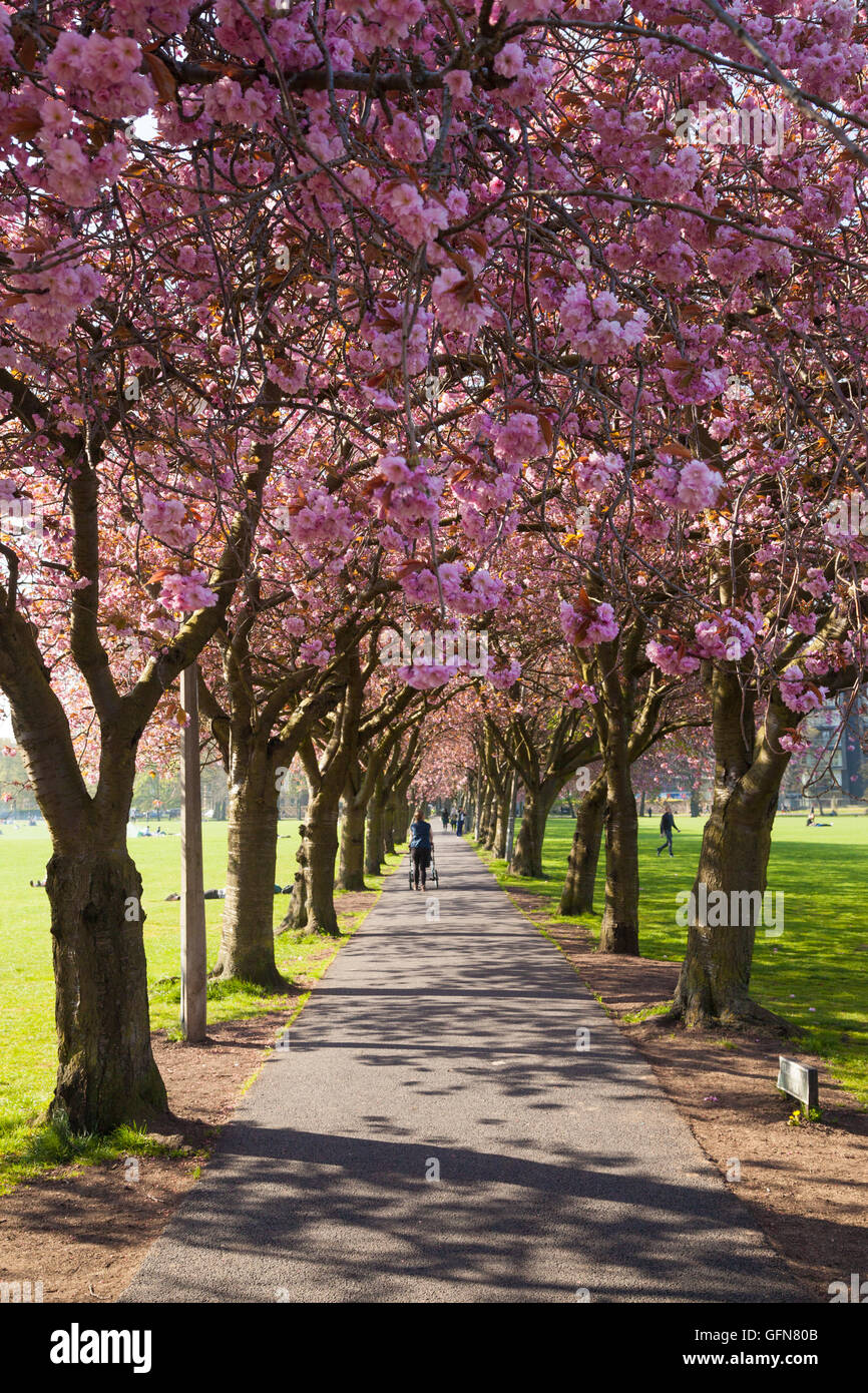 A tree lined path in the Meadows, Edinburgh, Scotland Stock Photo - Alamy